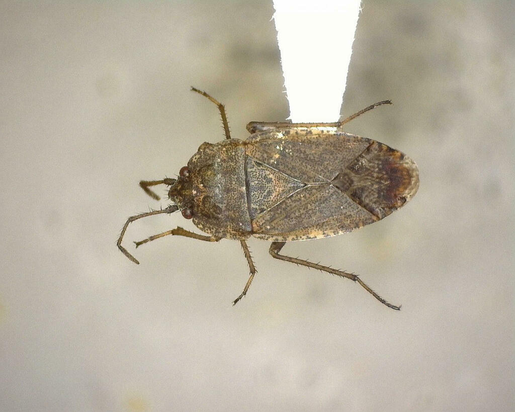 sand bug from Kimble County, TX, USA on June 13, 2023 at 12:28 PM by ...