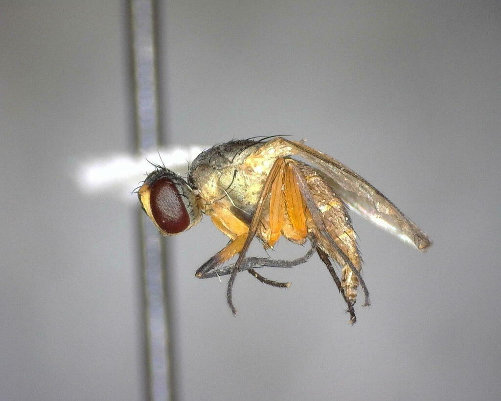 Muscoid Flies from Kimble County, TX, USA on June 13, 2023 at 12:28 PM ...