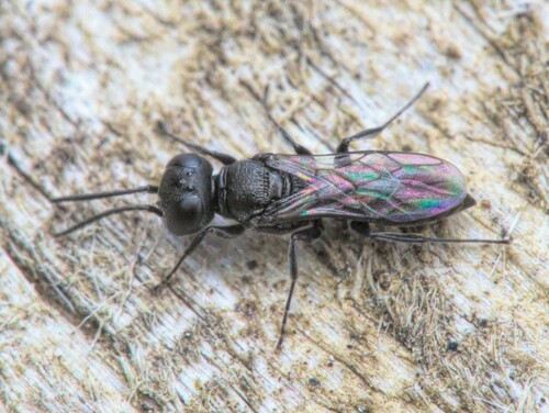 Género Nitela · iNaturalist Mexico