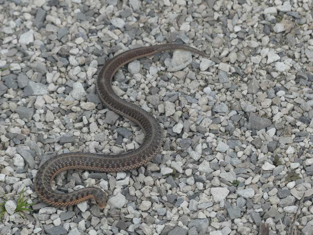 Common Garter Snake from Lucas County, OH, USA on October 18, 2023 at ...