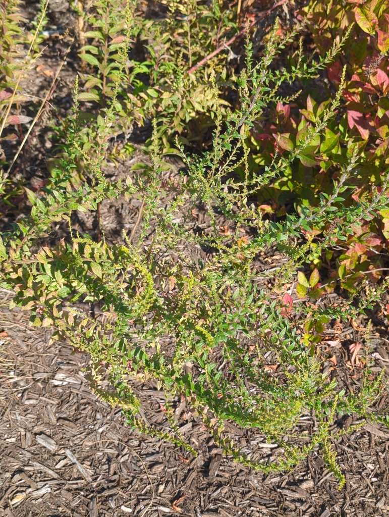 common wrinkle-leaved goldenrod from Southernside, Greenville, SC, USA ...