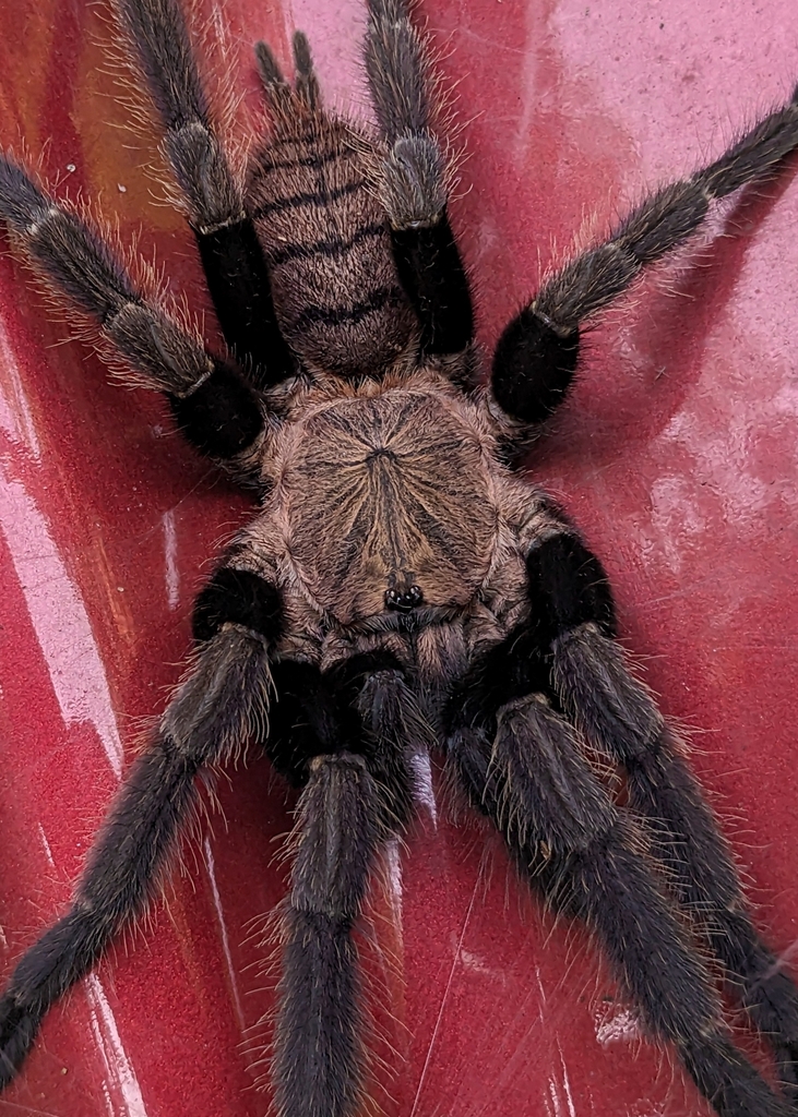 Indian Violet Tarantula from Film City Complex, 5V6V+H88, Aarey Colony ...