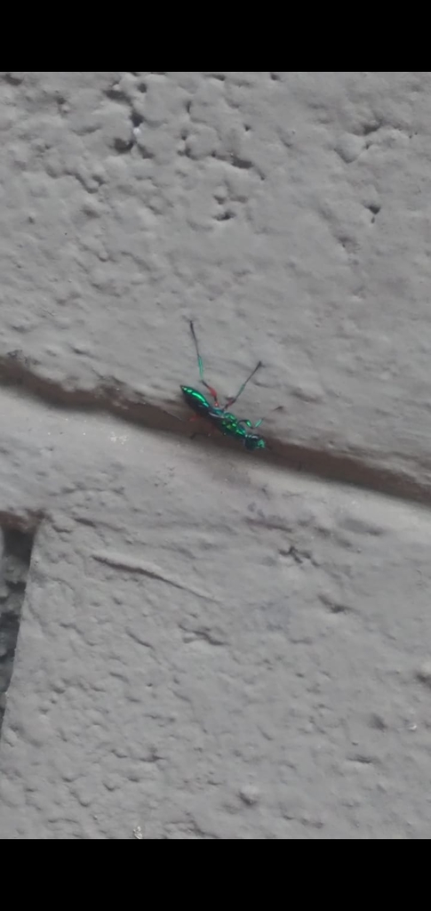 Emerald Cockroach Wasp from São Vicente - SP, 11335, Brasil on October ...