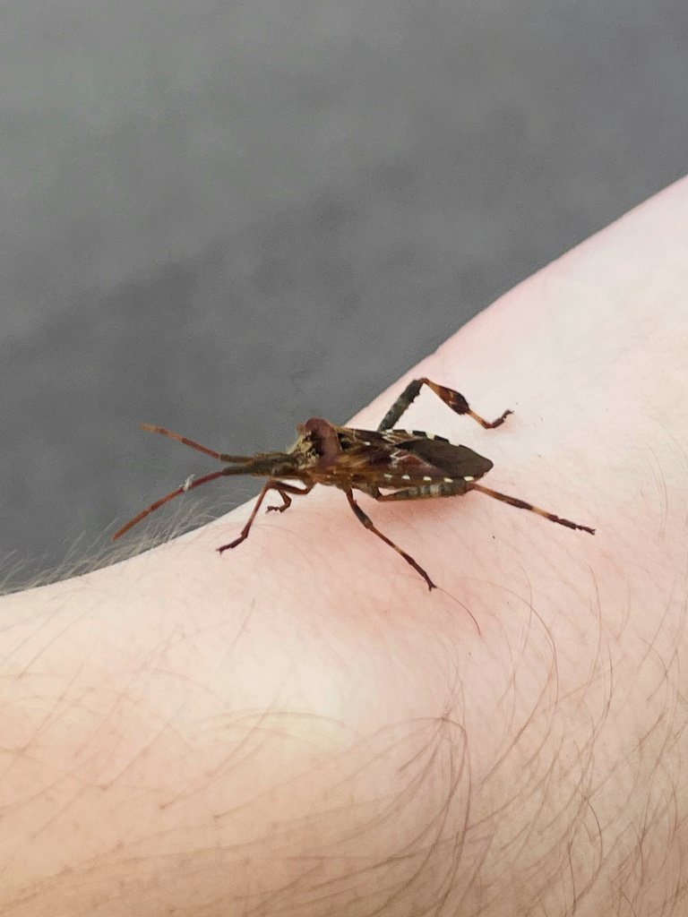 Western Conifer Seed Bug from Michigan State University, East Lansing ...