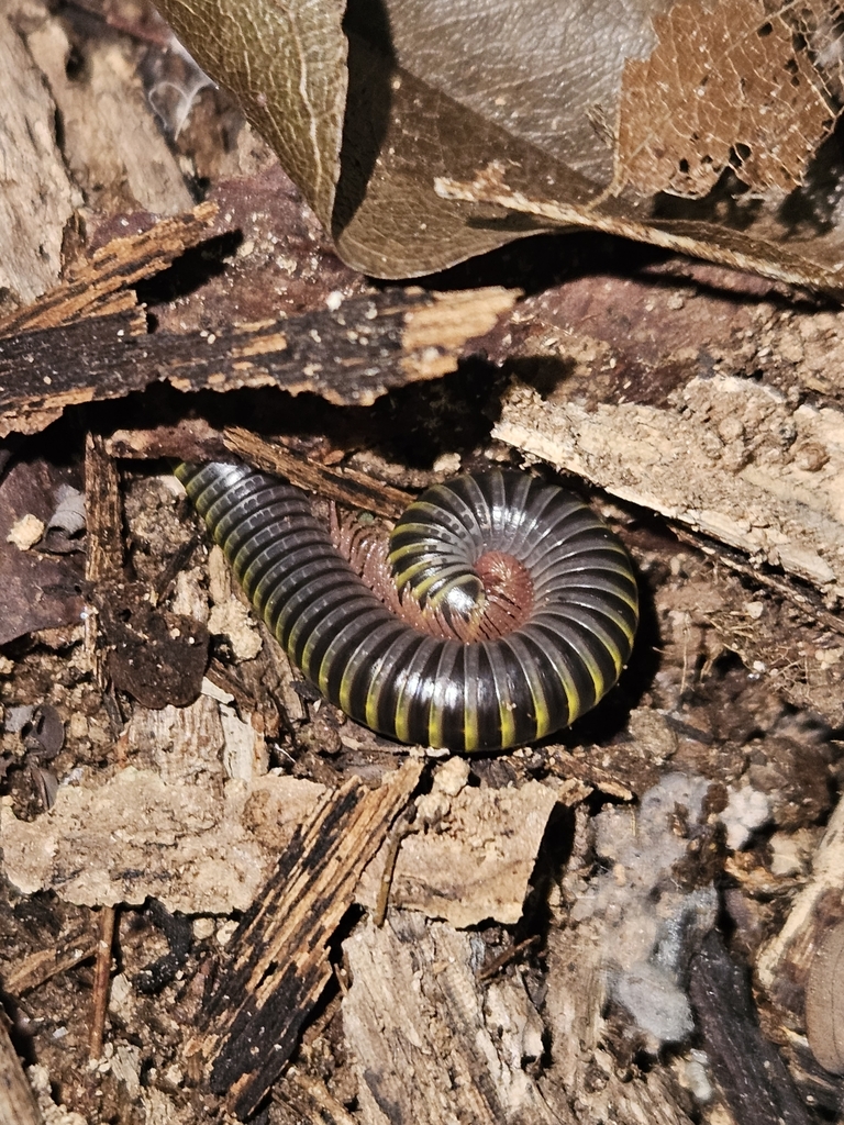 Bumblebee Millipede from Bosque de Pterocarpus on October 14, 2023 at ...