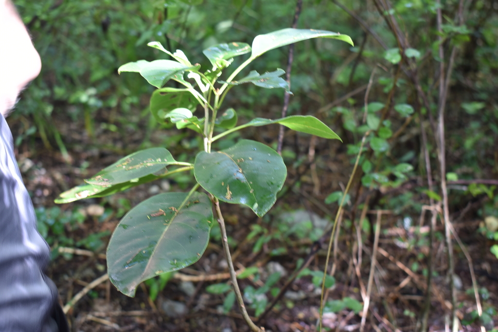 Water Mampoo in October 2023 by Sigrid Riffard · iNaturalist