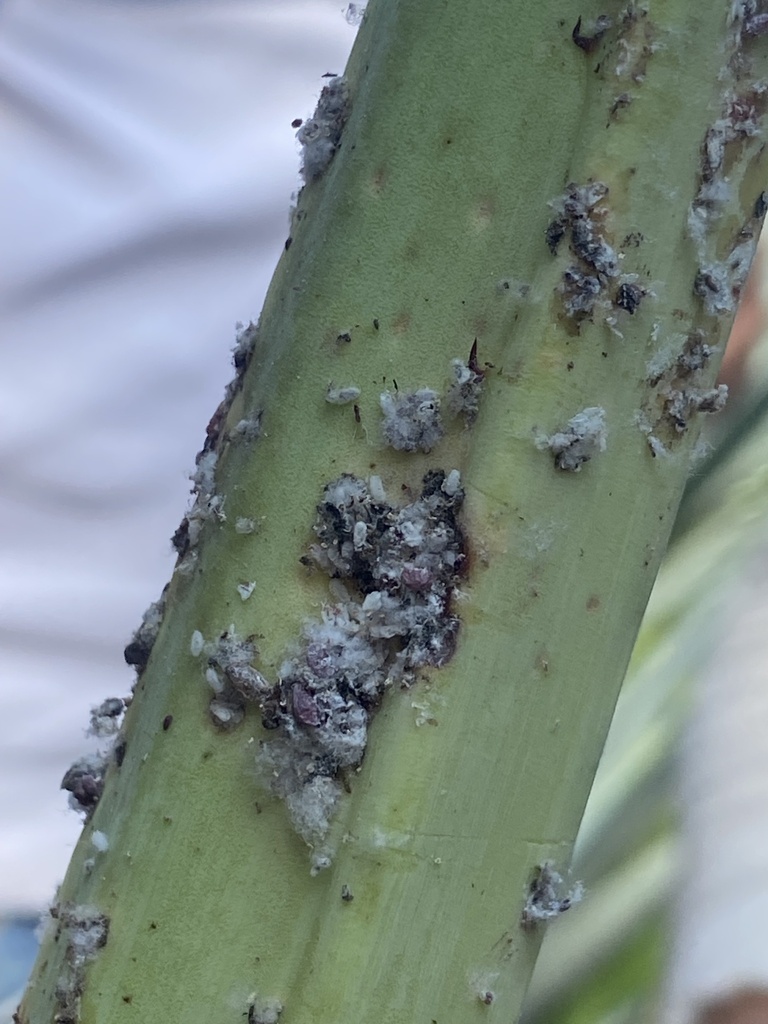 true cochineal bug from Universidad de Guadalajara - Centro ...