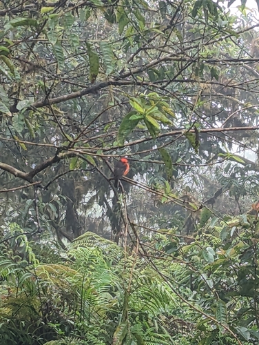 Subespecies Pyrocephalus nanus nanus · iNaturalist Mexico