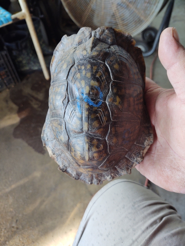 Gulf Coast Box Turtle in October 2023 by ferret7824. Very old box ...