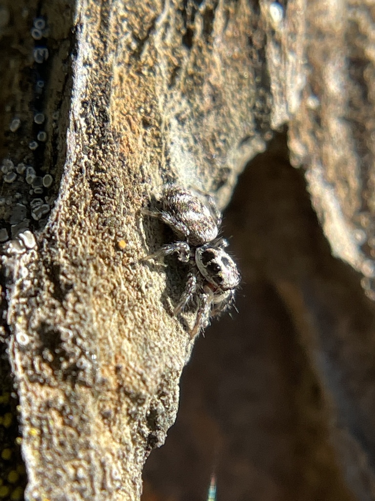 Zebra Jumping Spider from South Seattle College, Seattle, WA, US on ...