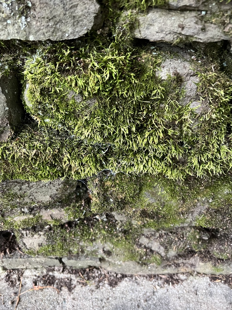 mosses from Wade St, Boston, MA, US on October 18, 2023 at 05:09 PM by ...