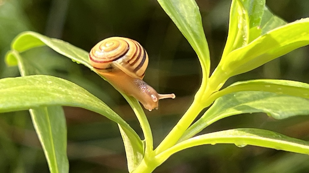 Brown-lipped Snail from Chemin du Roy, Giverny, Normandie, FR on ...