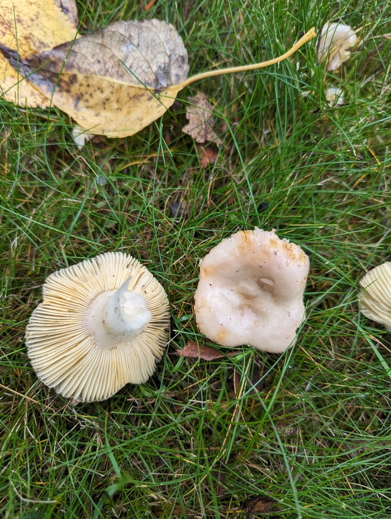 Agaricomycetes from Ferndale, WA 98248, USA on October 18, 2023 at 03: ...