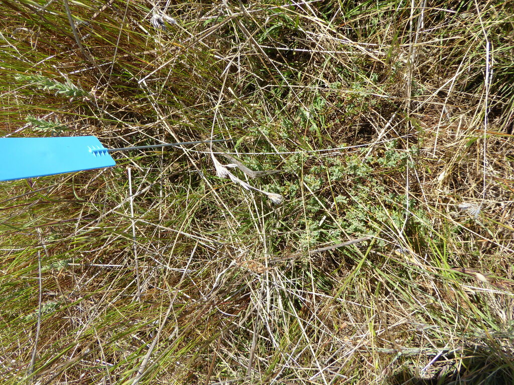 Pimelea spinescens spinescens from Ravenhall VIC 3023, Australia on ...