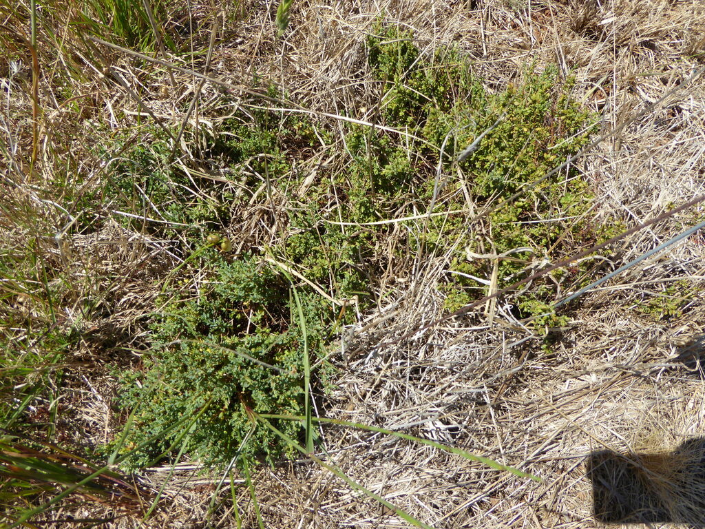 Pimelea spinescens spinescens from Ravenhall VIC 3023, Australia on ...