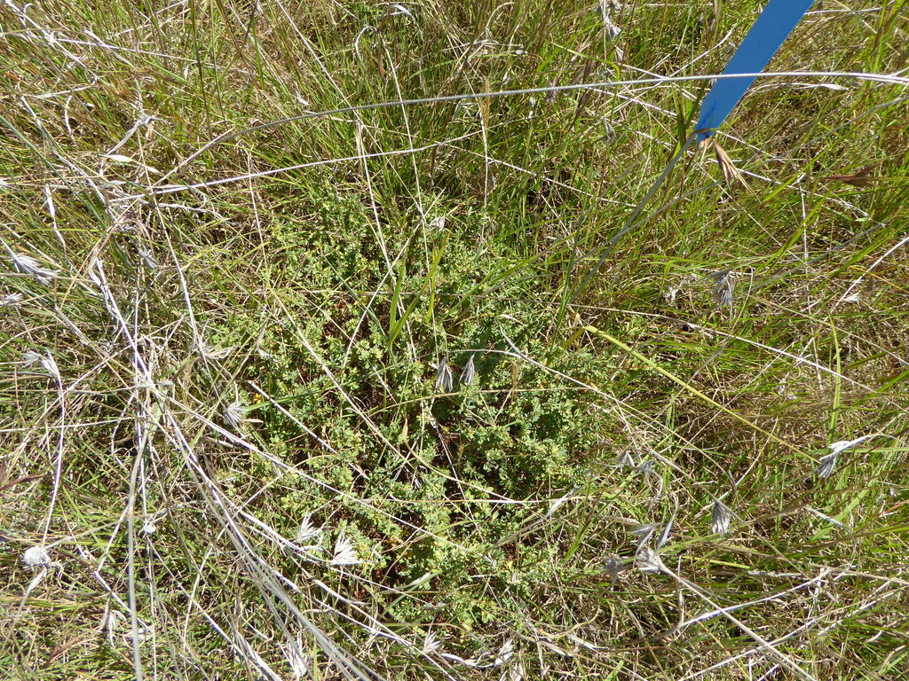 Pimelea spinescens spinescens from Ravenhall VIC 3023, Australia on ...