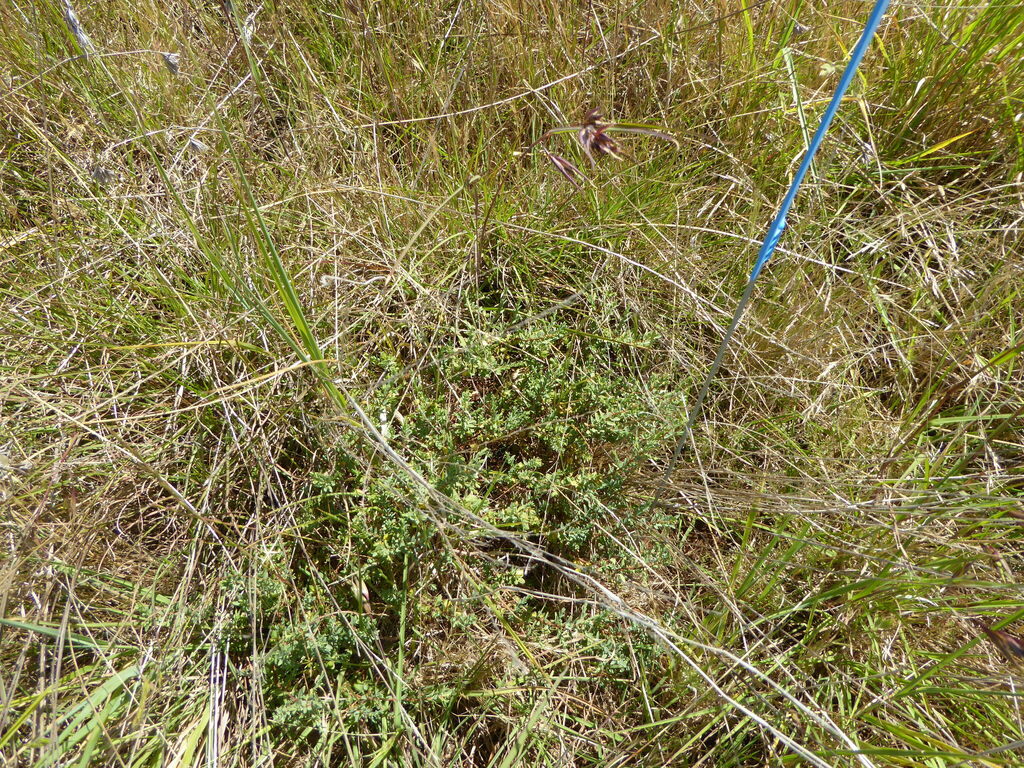 Pimelea spinescens spinescens from Ravenhall VIC 3023, Australia on ...