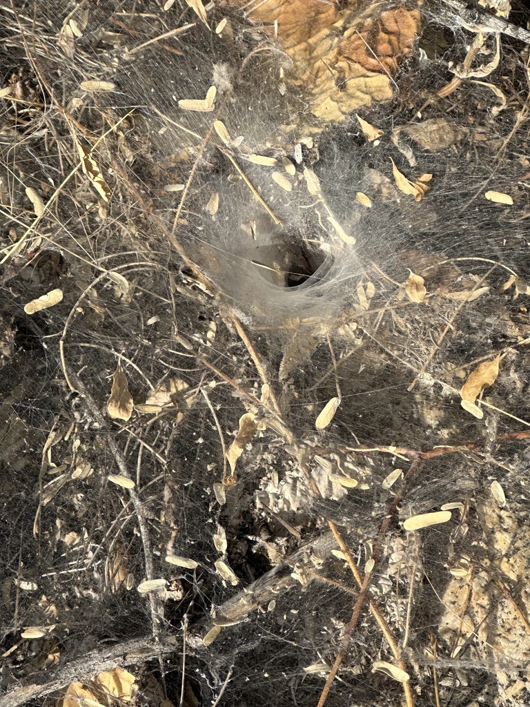 funnel web wolf spiders from Coronado National Forest, Tucson, AZ, US ...