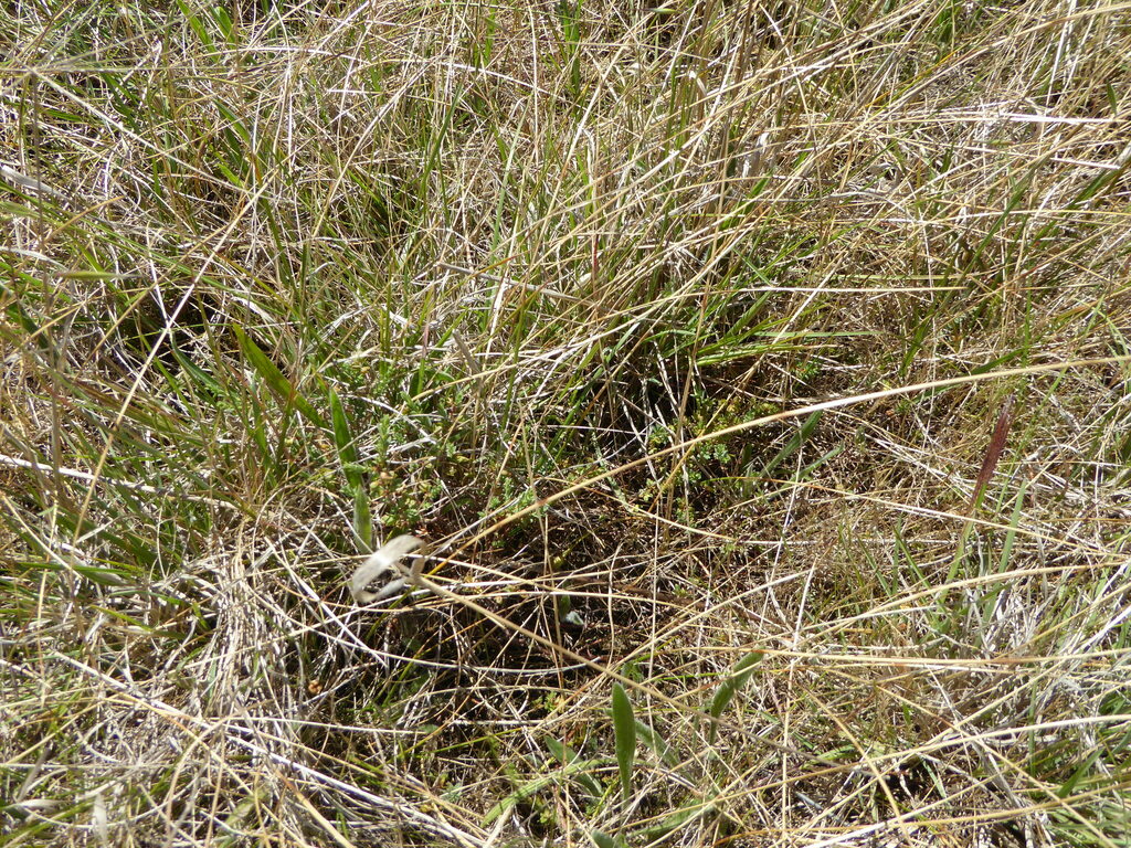 Pimelea spinescens spinescens from Melbourne VIC, Australia on October ...