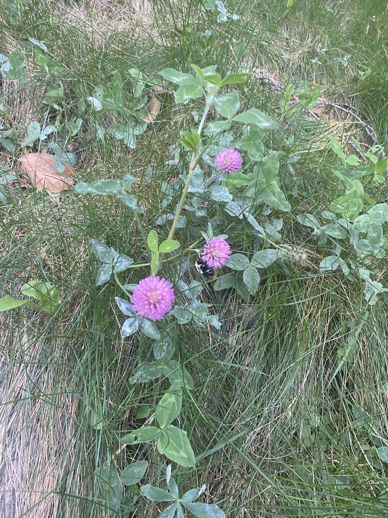 Red Clover from Brighton, Boston, MA, USA on October 18, 2023 at 05:45 ...