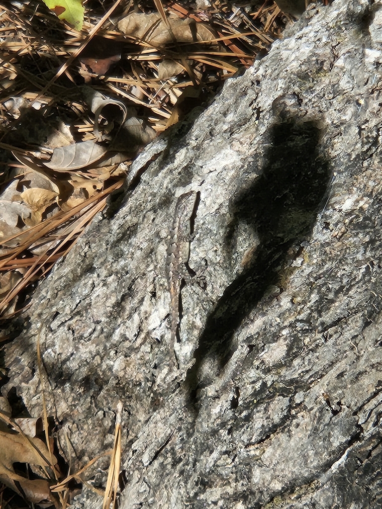 Spiny Lizards from Boyce, LA 71409, USA on October 18, 2023 at 10:39 AM ...