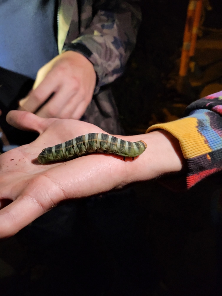 Pachylia syces from Retiro, Antioquia, Colombia on April 28, 2022 at 07 ...