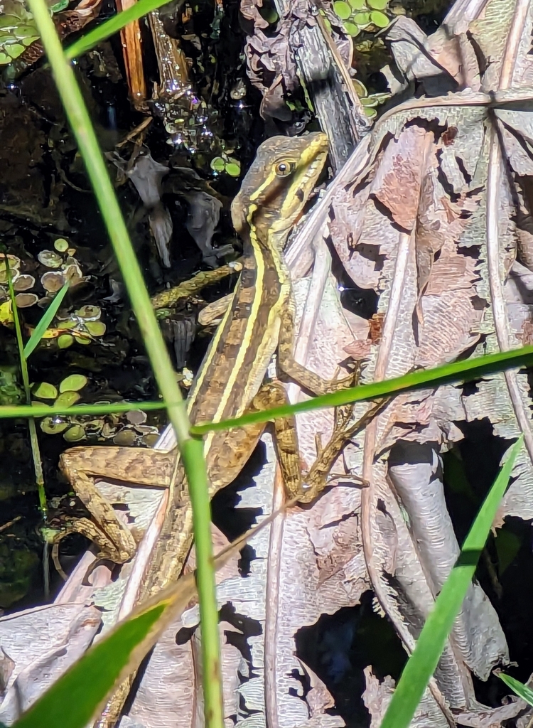 Brown Basilisk in October 2023 by Matt Gruen · iNaturalist