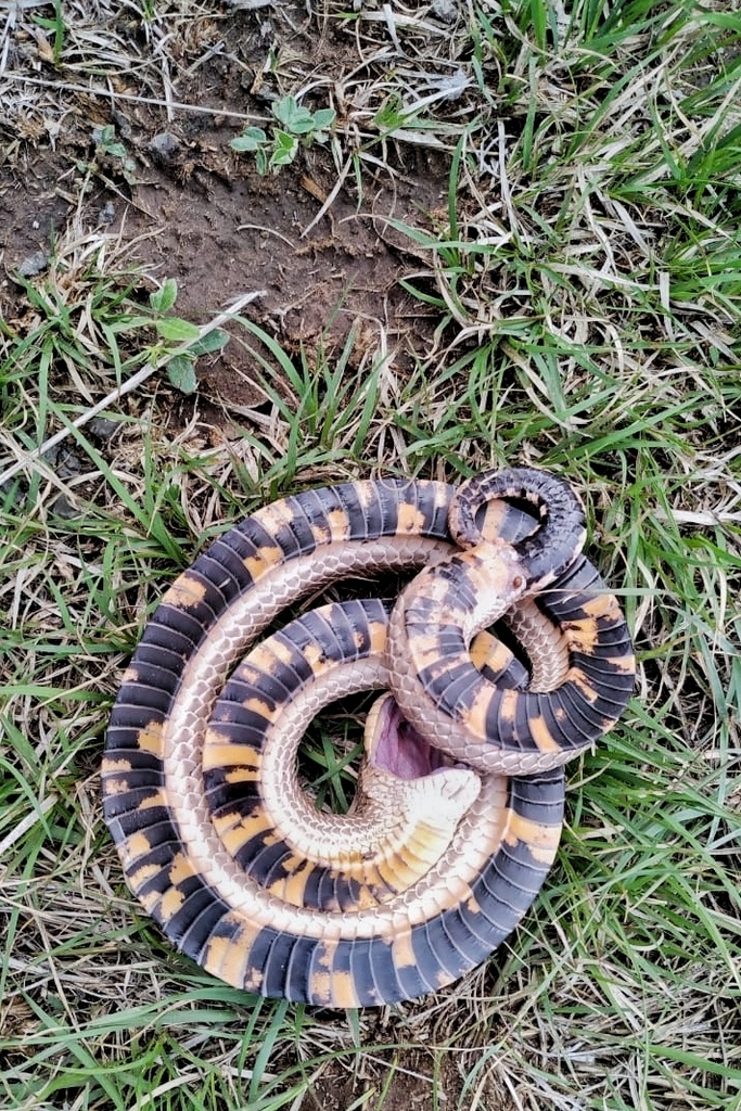Mexican Hognose Snake from 20387 Ags., México on April 13, 2021 at 10: ...