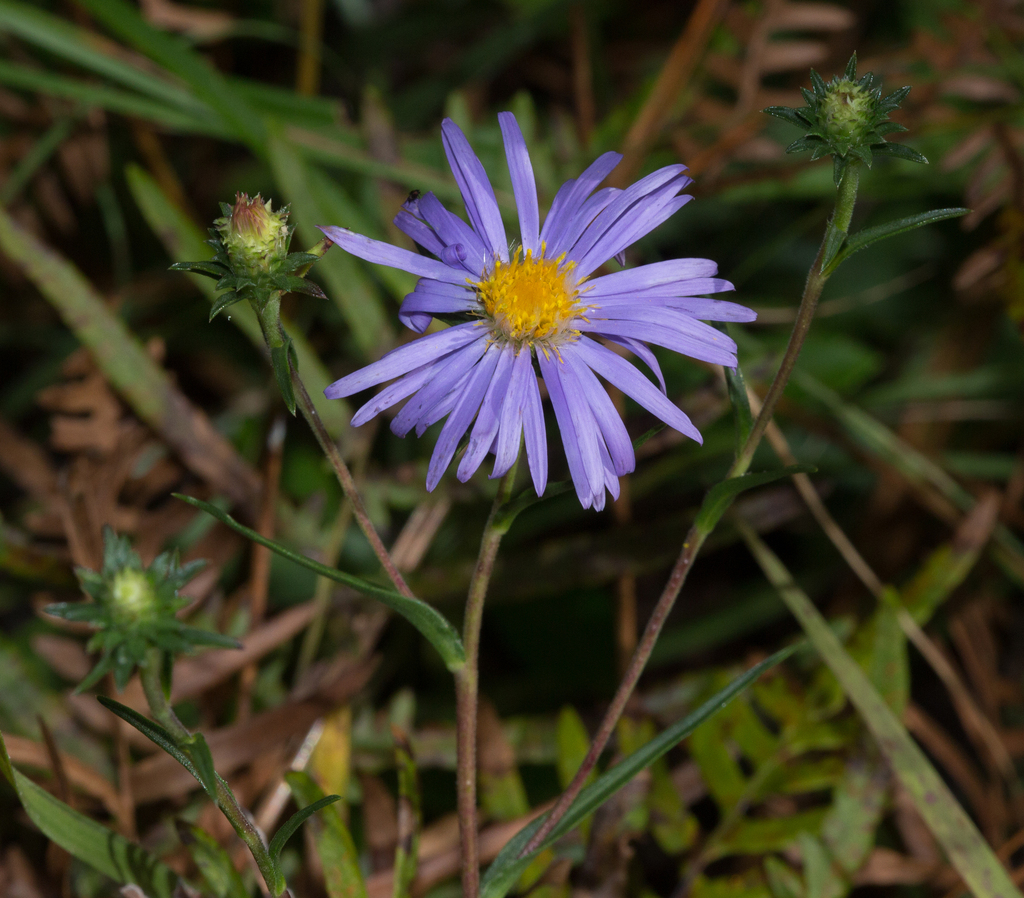 southern swamp aster from Craven County, NC, USA on September 24, 2023 ...