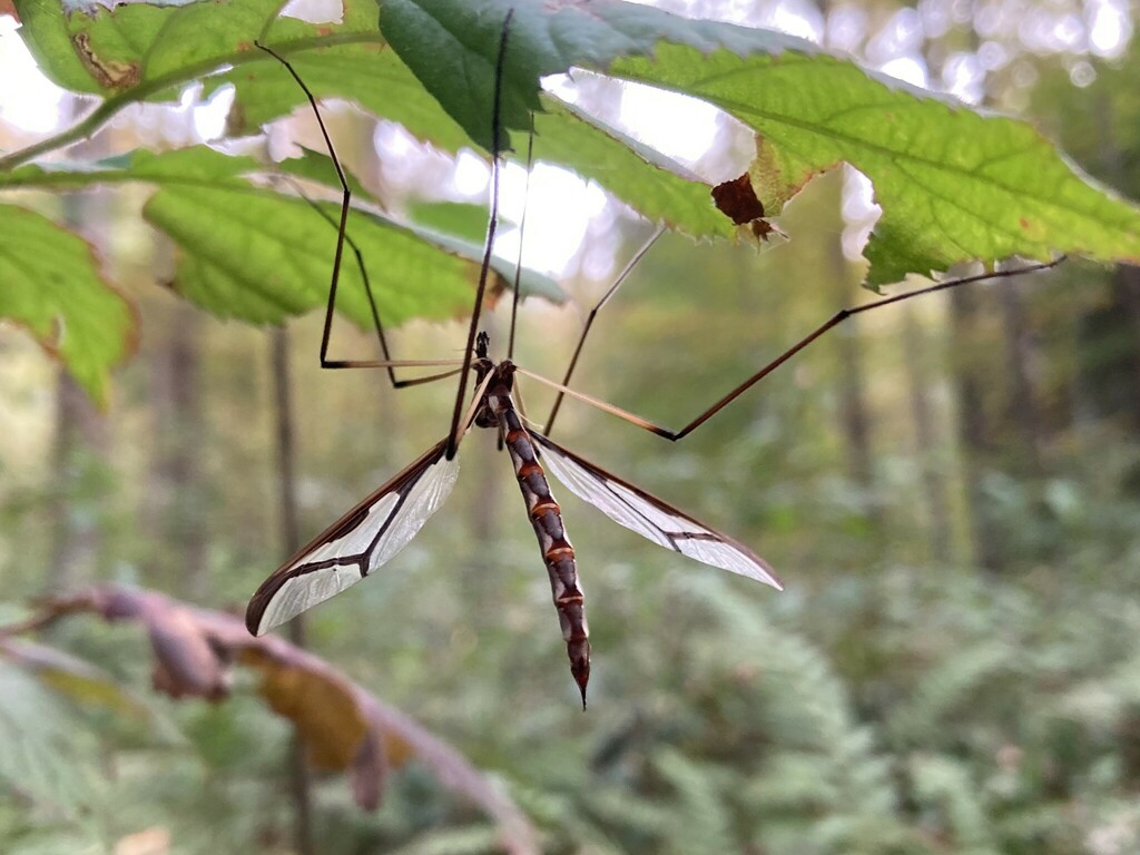 Giant Eastern Crane Fly from Onondaga County, NY, USA on September 22 ...