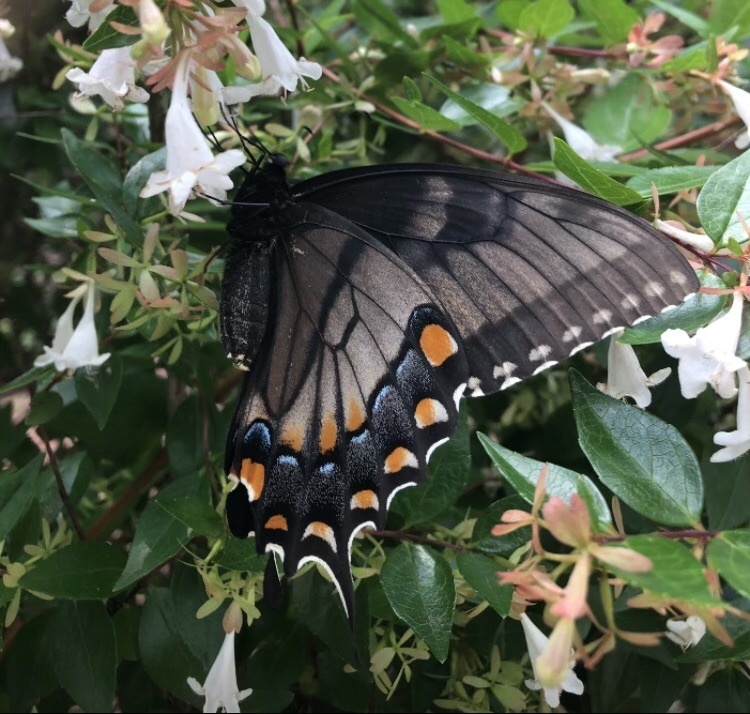 Eastern Tiger Swallowtail from St Peters Rd, Elverson, PA, US on August ...