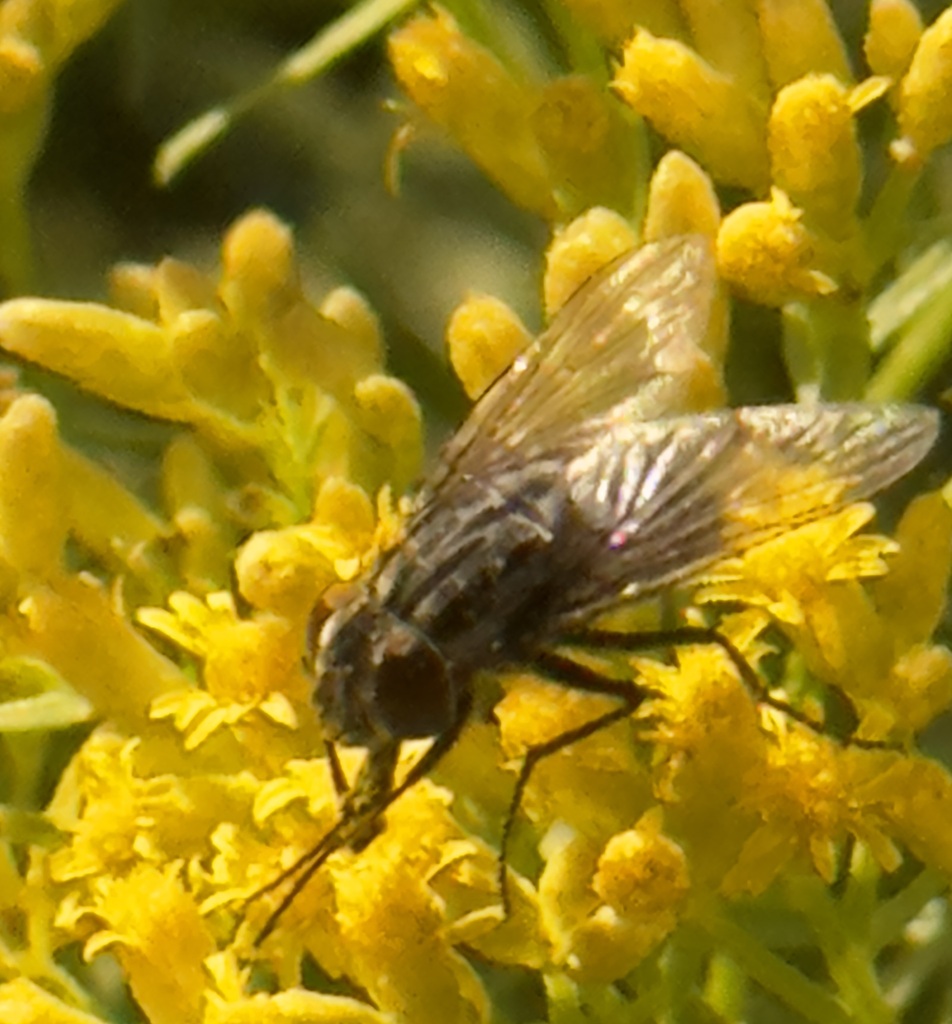 Graphomya maculata from Lake Landing WCLP on October 18, 2023 at 05:32 ...