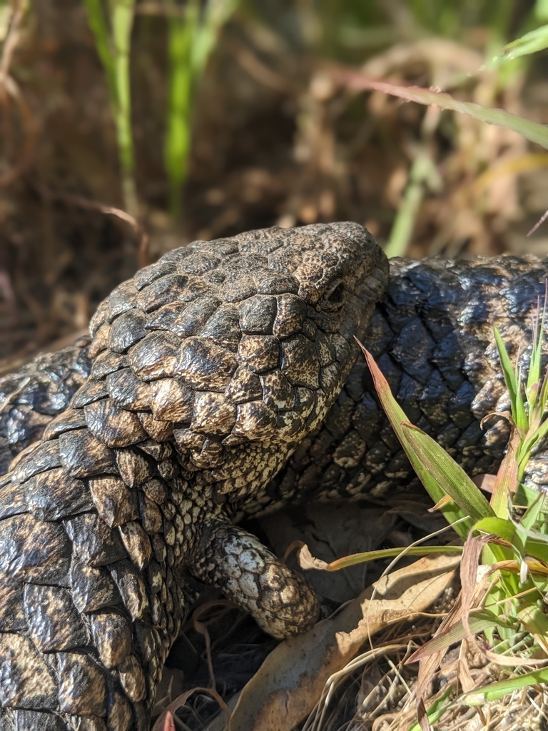 Shingleback Lizard from Mitre VIC 3409, Australia on October 19, 2023 ...