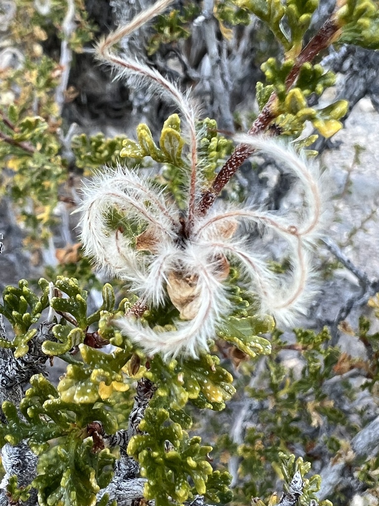 Stansbury's Cliffrose from Great Basin National Park, Baker, NV, US on ...