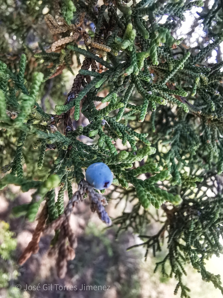 Rose-fruited Juniper from 79473 S.L.P., México on October 18, 2023 at ...