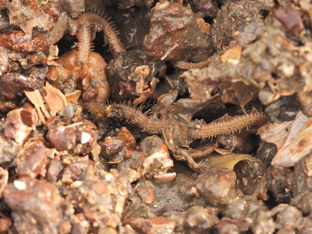 Polychaete Worms from Kawthoung, MM-TN, MM on September 29, 2023 at 04: ...