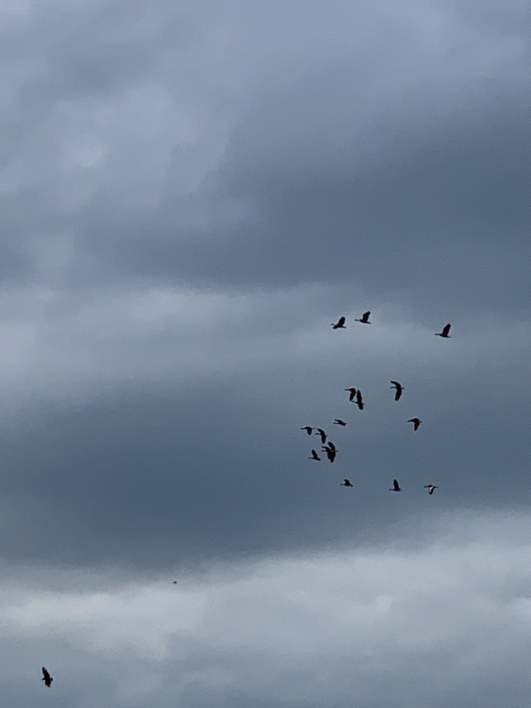 Birds from Piedras Blancas, Pasaquina, La Unión, SV on October 18, 2023 ...