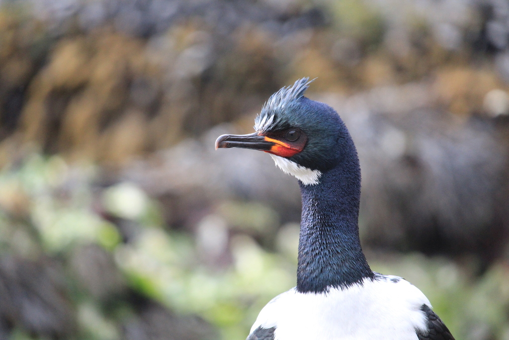 Campbell Island Shag in December 2021 by Ella Peoples · iNaturalist
