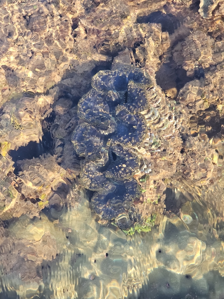 Noah's Giant Clam from Port Hedland, WA, Australia on October 19, 2023 ...