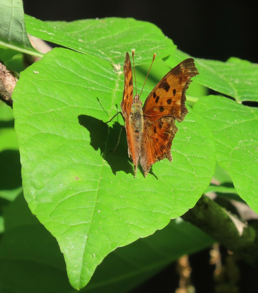 Eastern Comma from Linn County, MO, USA on May 22, 2022 at 04:45 PM by ...