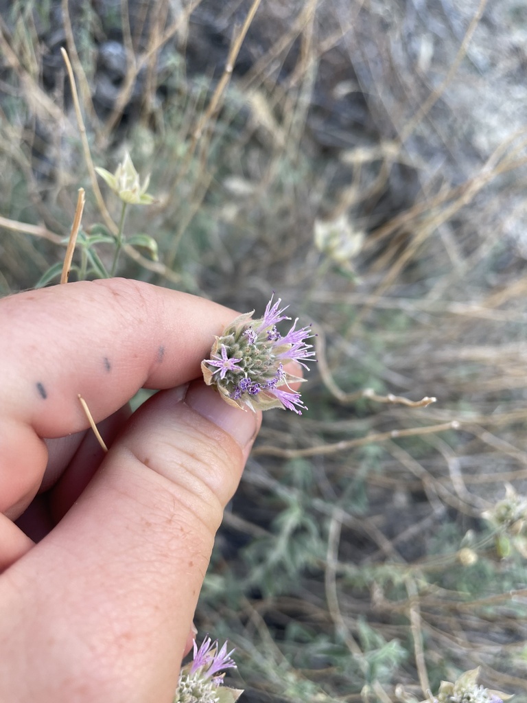 Flaxleaf Monardella from Joshua Tree National Park, Desert Hot Springs ...