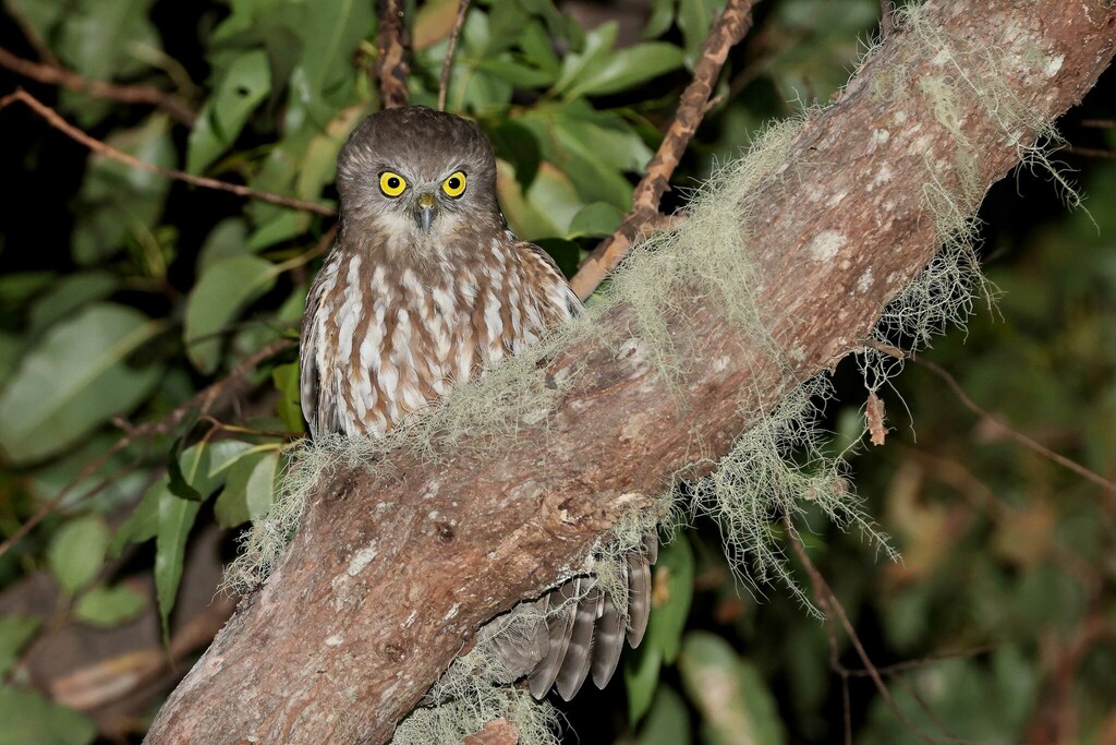 Timor Boobook from South Timor Tengah Regency, East Nusa Tenggara ...