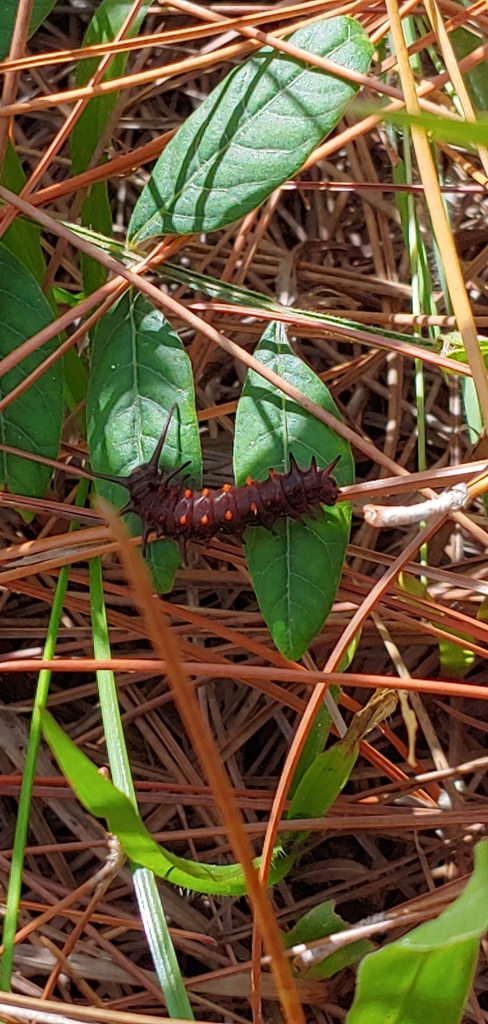 Pipevine Swallowtail from Fort White, FL 32038, USA on October 4, 2023 ...