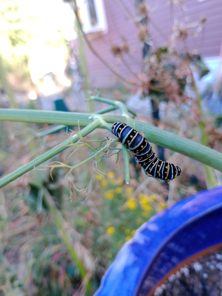 Black Swallowtail from Colorado Springs, CO 80904, USA on October 18 ...
