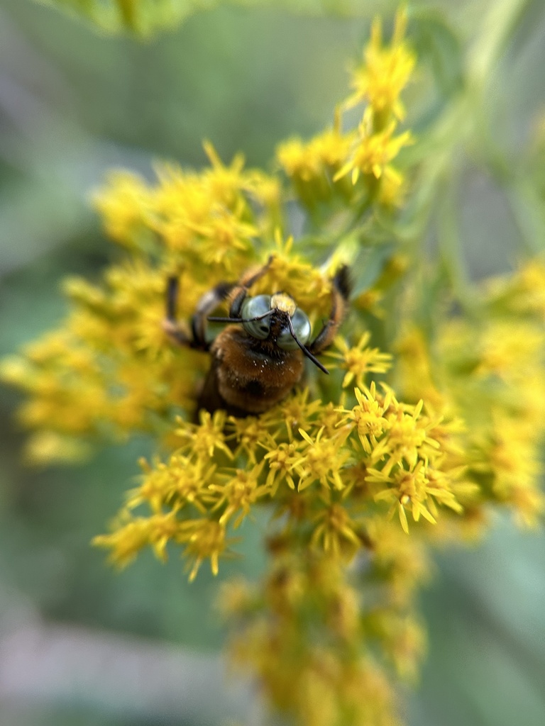 Large Carpenter Bees from Shadow Creek Ranch Nature Trail, Pearland, TX ...