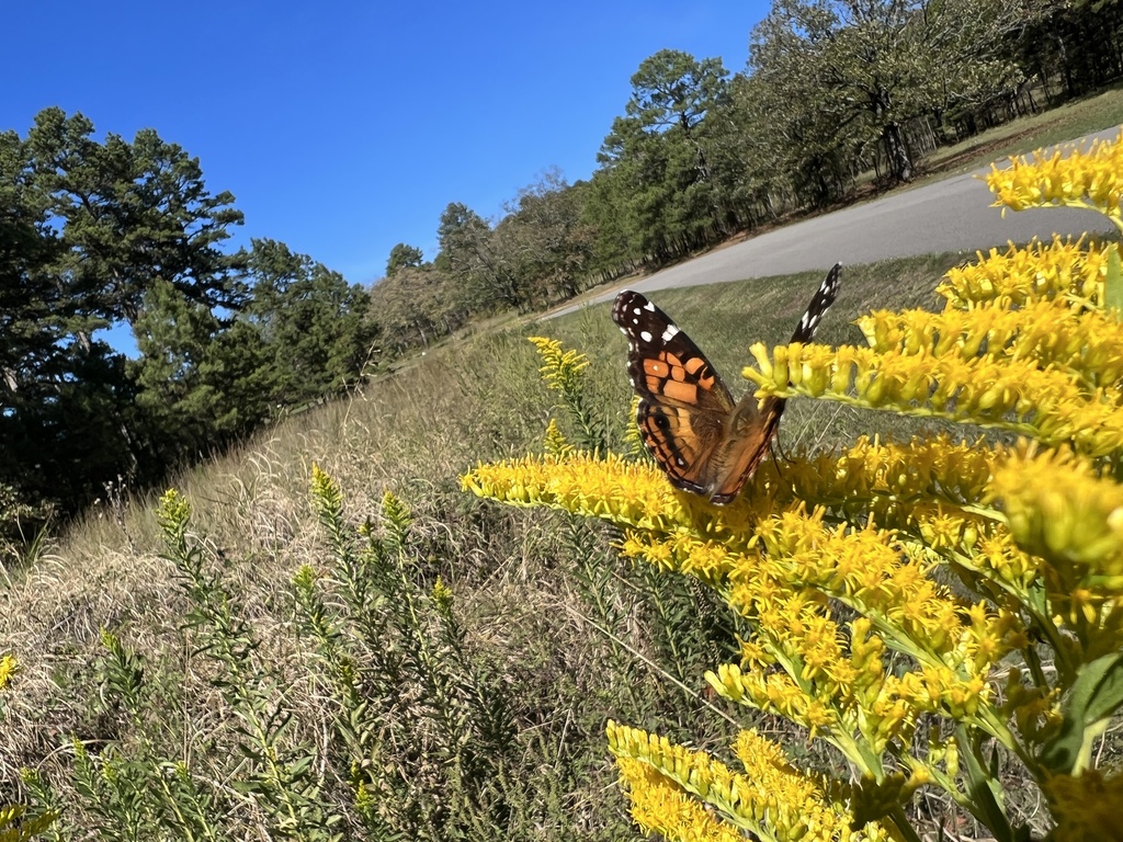American Lady from Lock and Dam Rd, Russellville, AR, US on October 17 ...