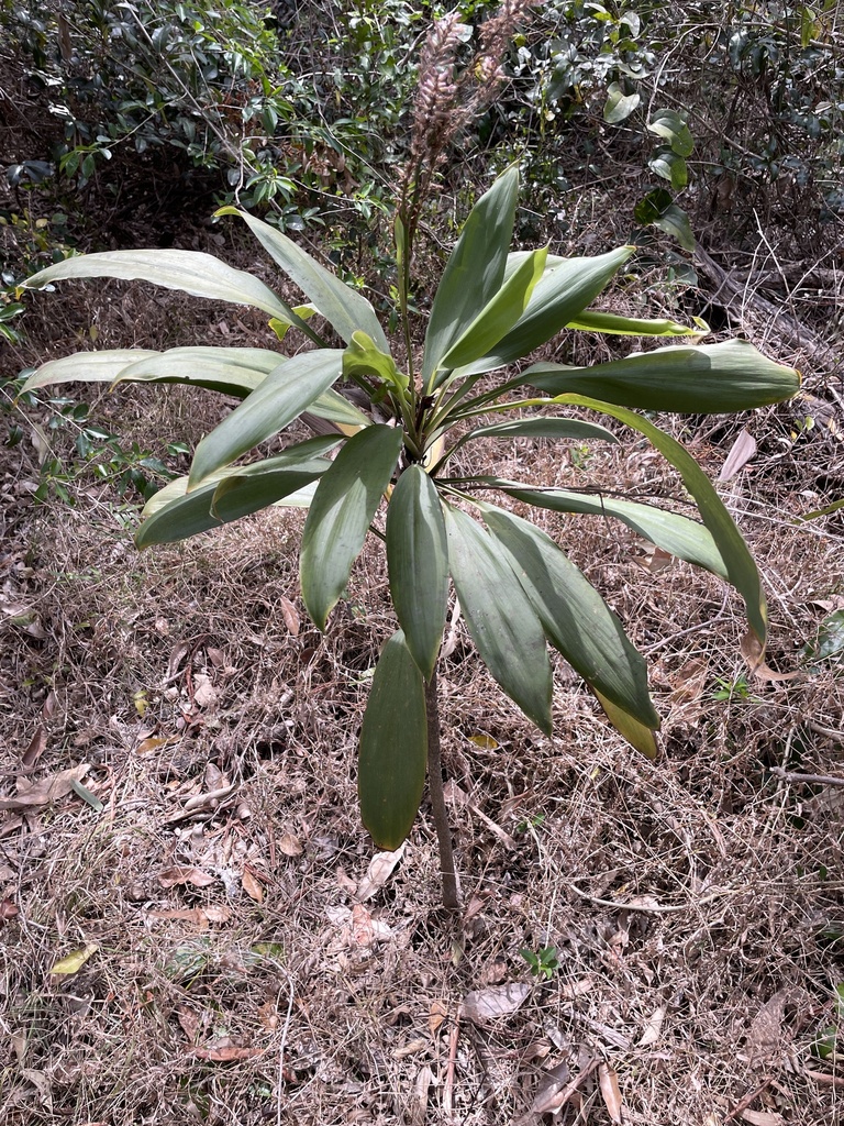cabbage trees and allies from Sewell Rd, Tanah Merah, QLD, AU on ...