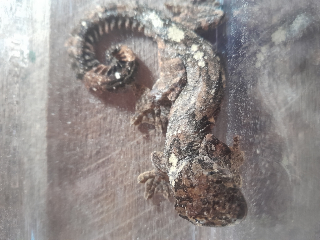 Lizards from Thein Khun, Myanmar (Burma) on October 15, 2023 at 08:13 ...