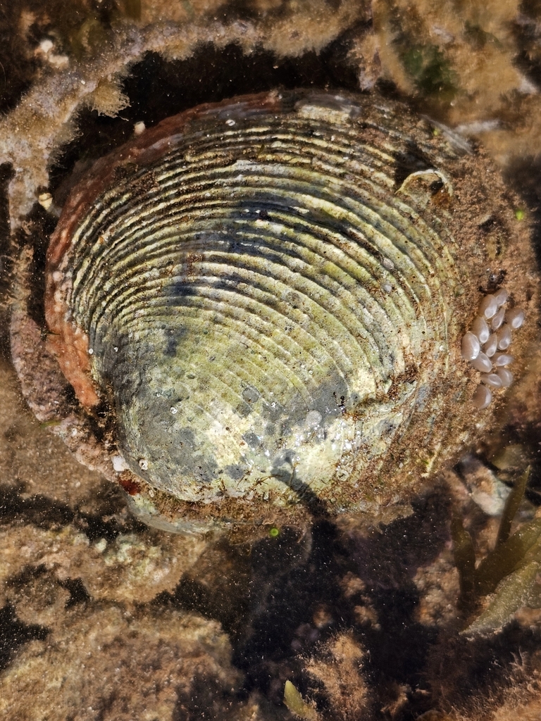 Maiden's Purse Shell from Port Hedland, WA, Australia on October 19 ...