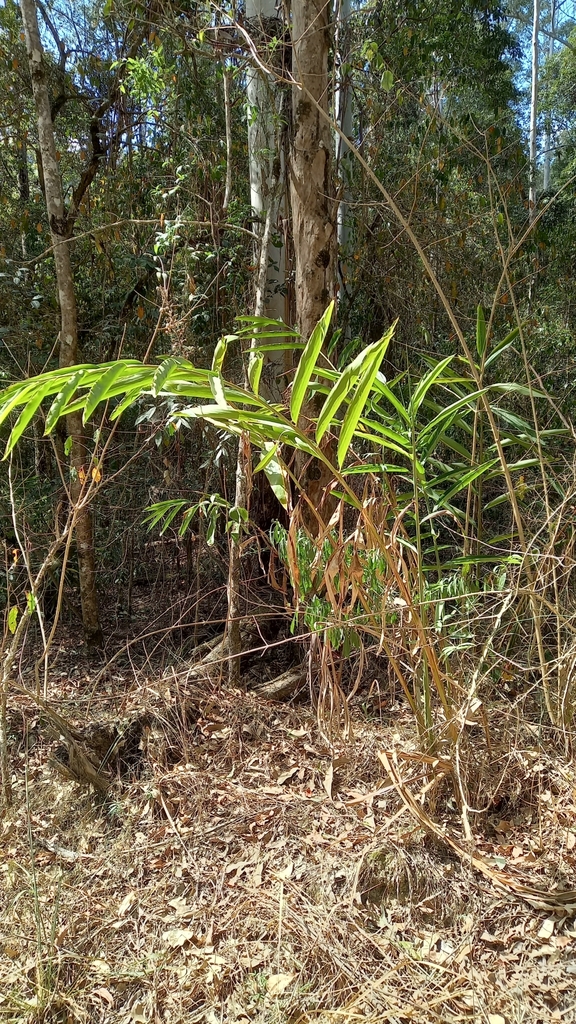 Native Ginger from Bellthorpe QLD 4514, Australia on October 19, 2023 ...